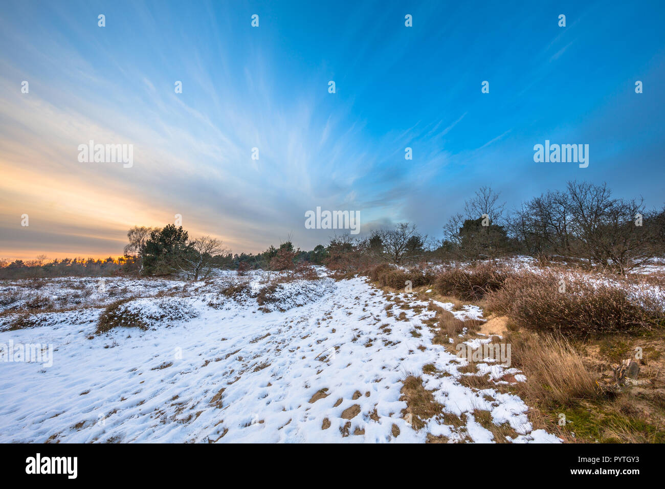 Dutch Winter landscape with thin layer of snow in Gasterse duinen ...
