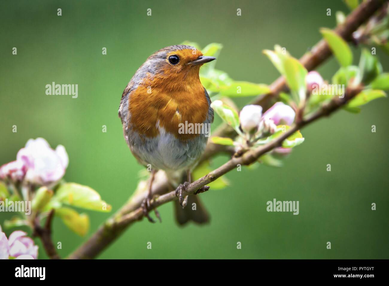 Robin in blossom tree hi-res stock photography and images - Alamy