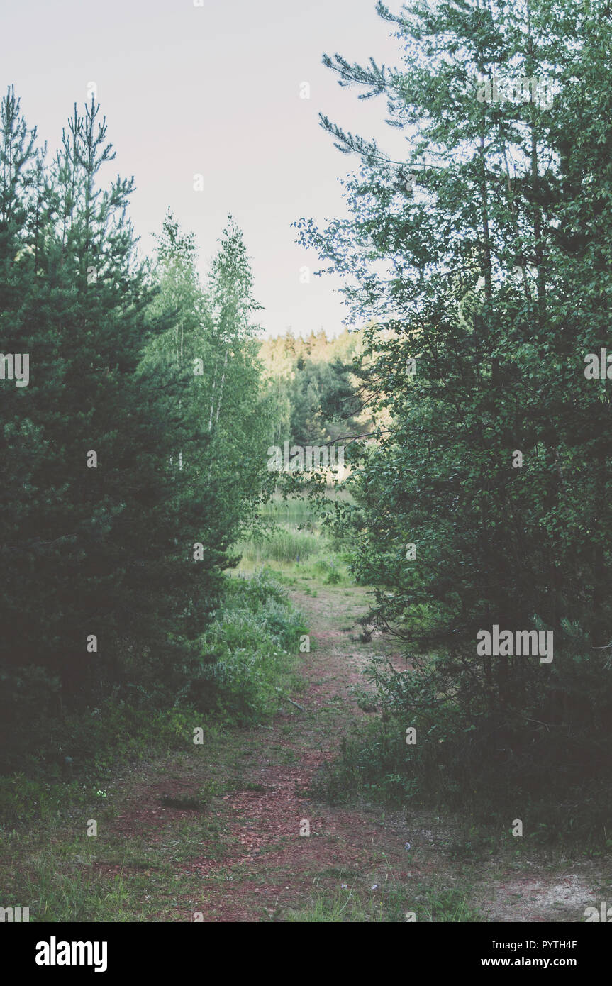 Green Landscape view with green trees and reflection in water. Summer ...