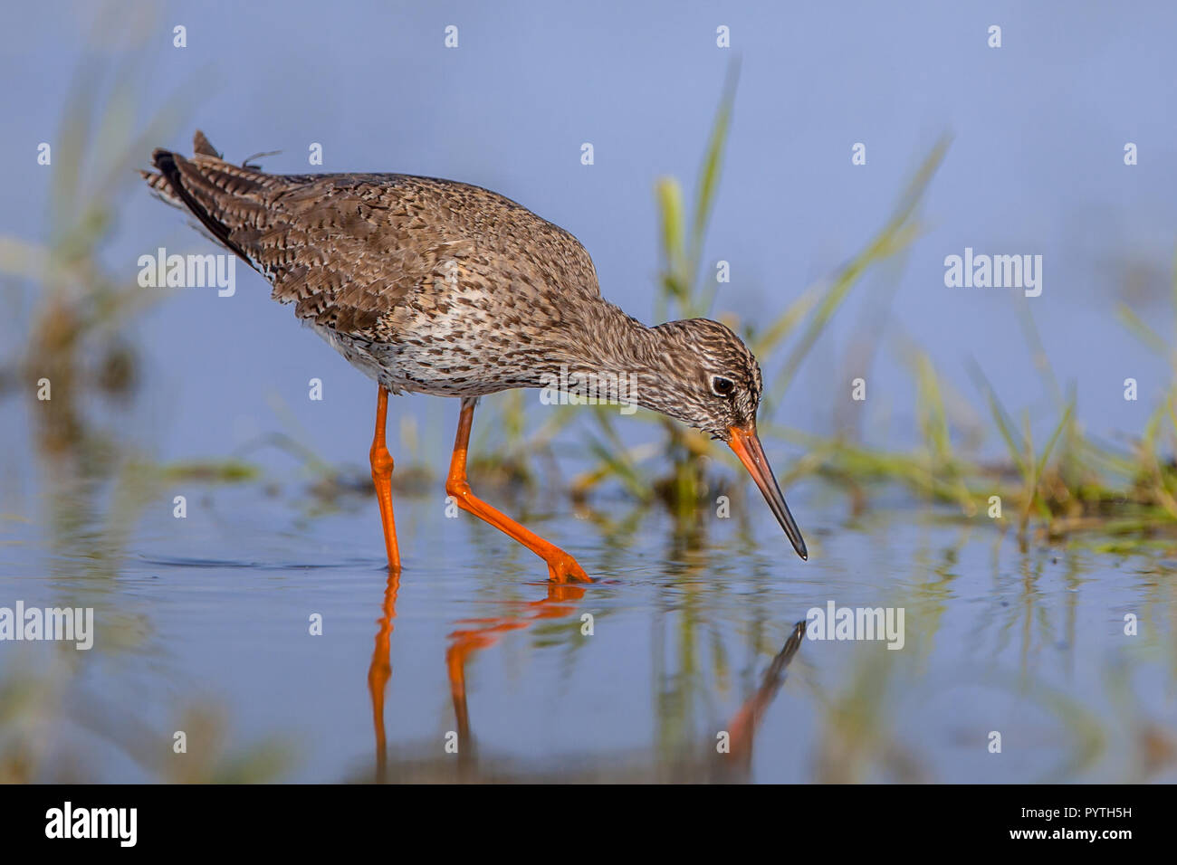 Common Redshank (Tringa totanus) wader bird, wading through shallow ...