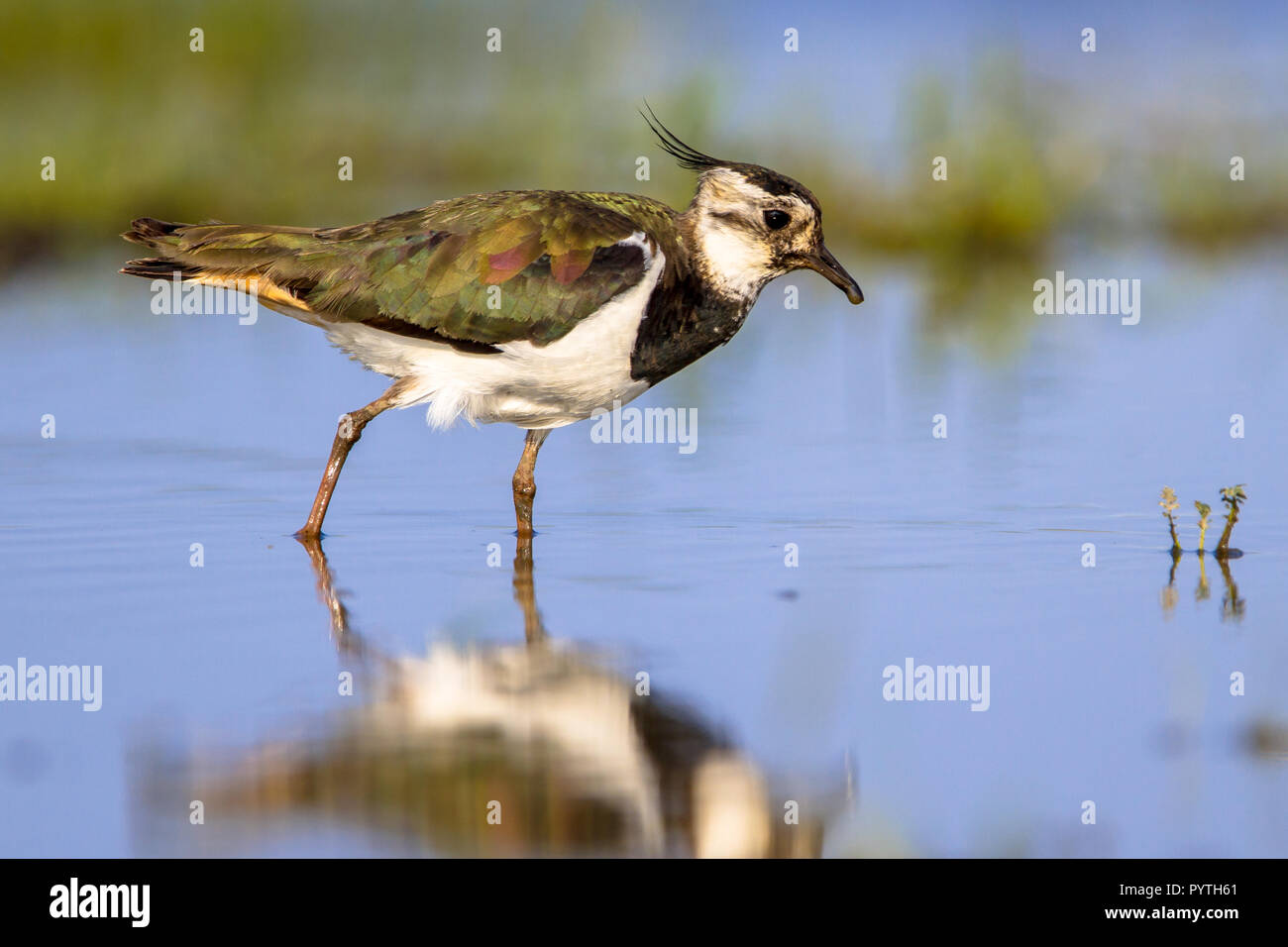 Black and white wading bird hi-res stock photography and images - Alamy