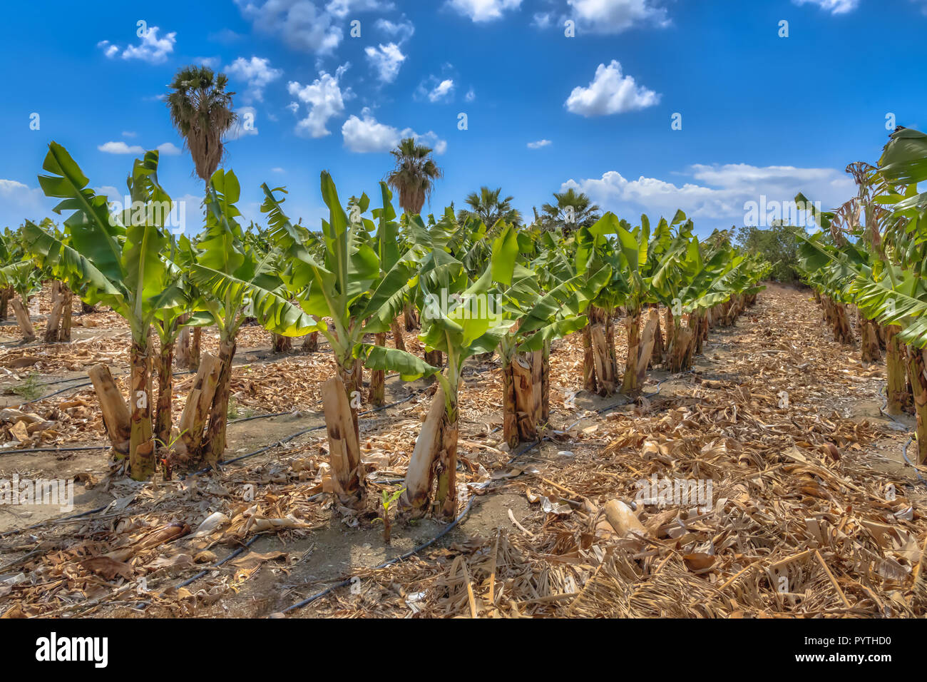 Organic Banana plantation under blue sky in Paphos region on Cyprus ...