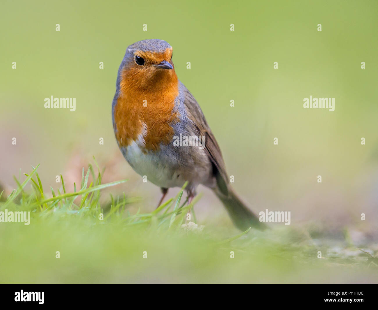 sideways looking Robin (Erithacus rubecula) foraging in grass of a ...