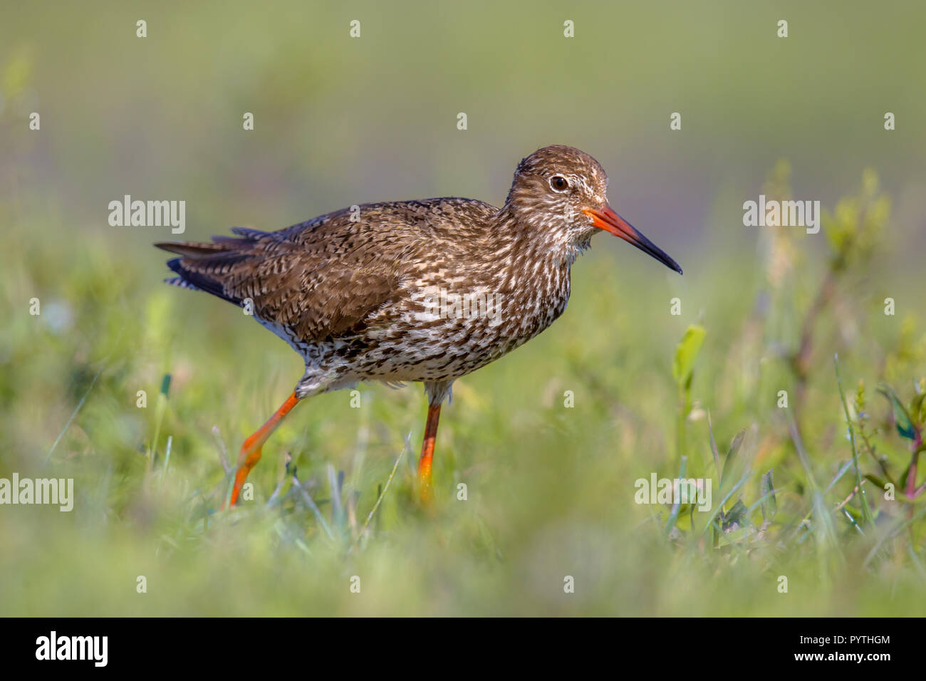 Common redshank (Tringa totanus) is a Eurasian wader which breeds in ...