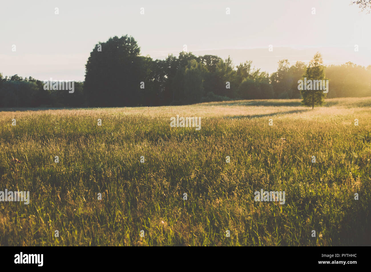 Long shadows behind grass hi-res stock photography and images - Alamy