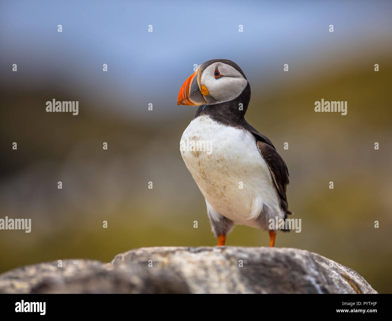 Puffin on rock overlooking breeding colony on Farne islands, England ...