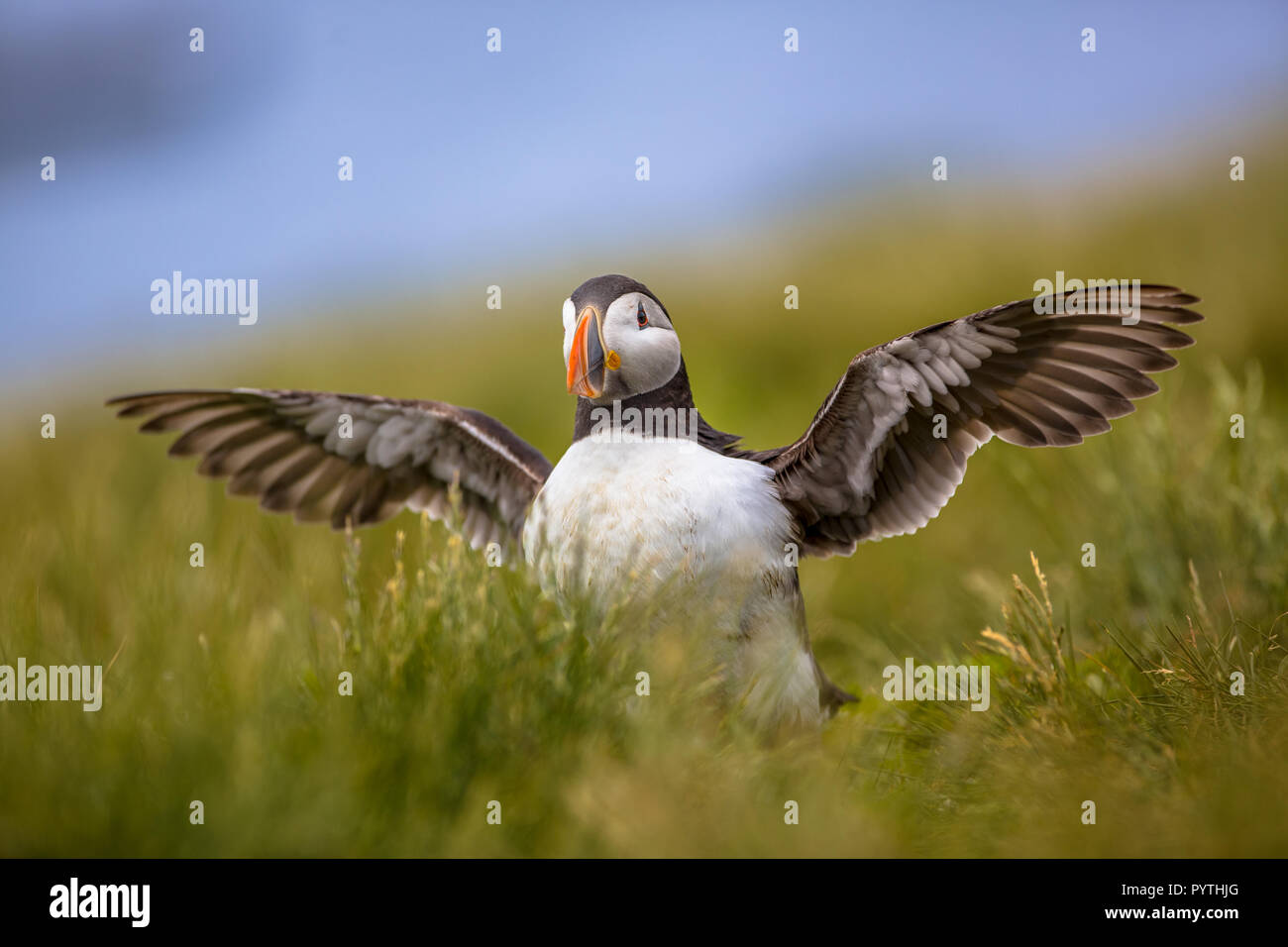 Young puffin iceland hi-res stock photography and images - Alamy