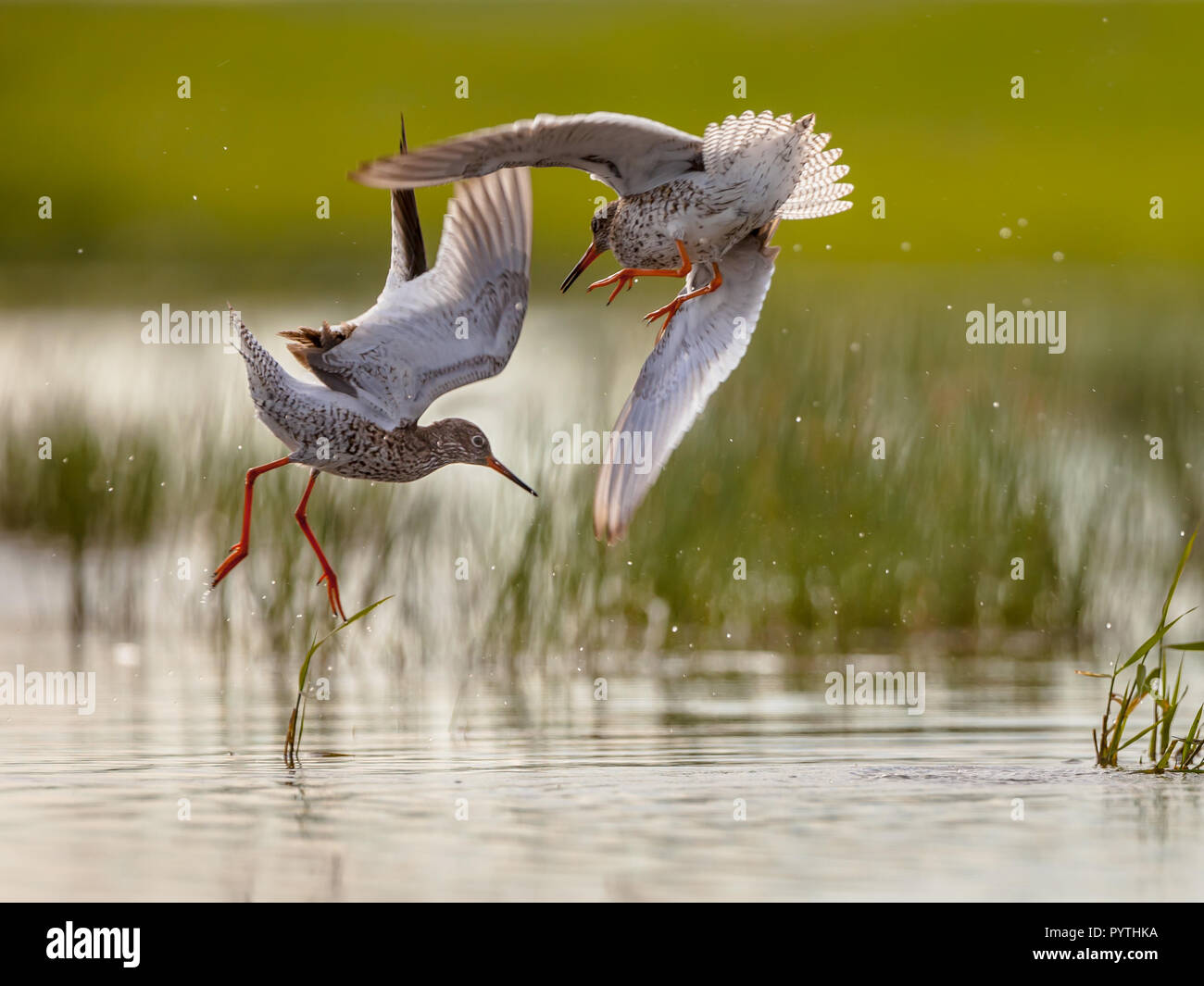 Competition between two male Common Redshank (Tringa totanus) birds ...