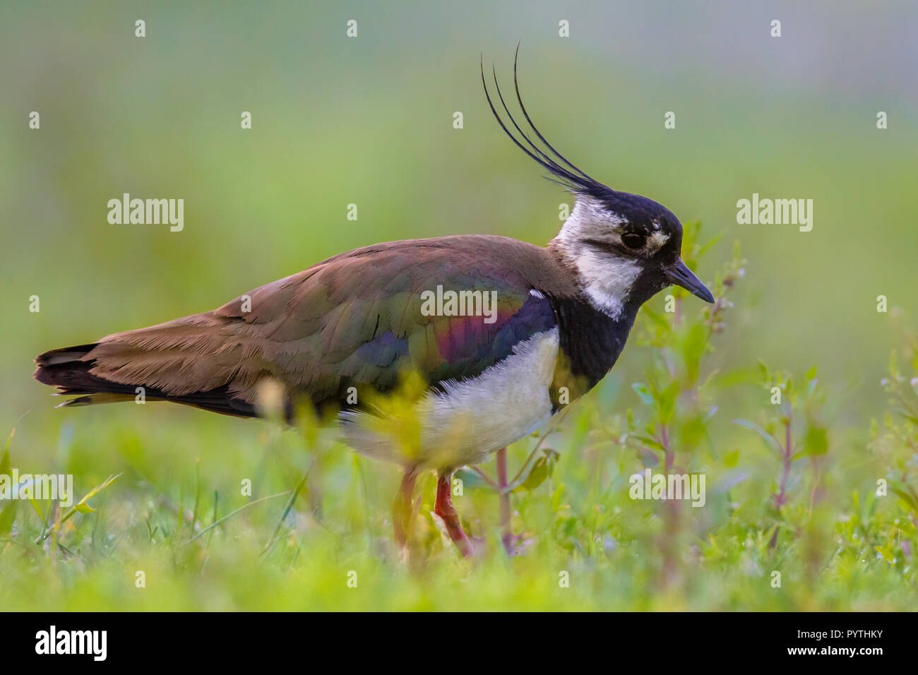 Male Northern lapwing (Vanellus vanellus) in marshland habitat with ...