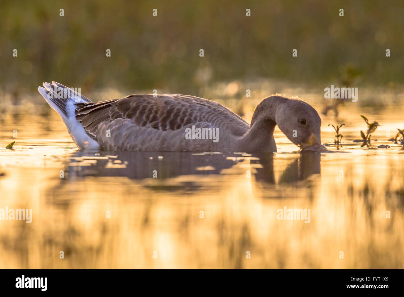 Greylag goose (Anser anser) in water of wetland under orange morning ...