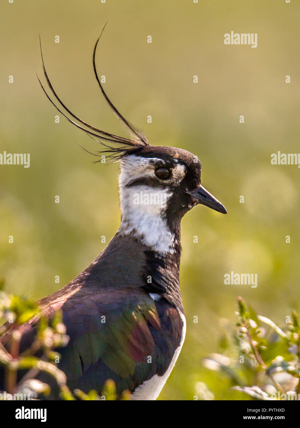 Breeds in russia hi-res stock photography and images - Alamy