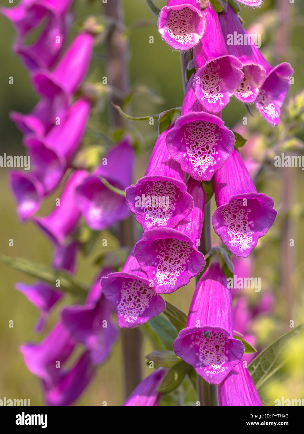 Close up of the flowers of Common Foxglove (Digitalis purpurea) in ...