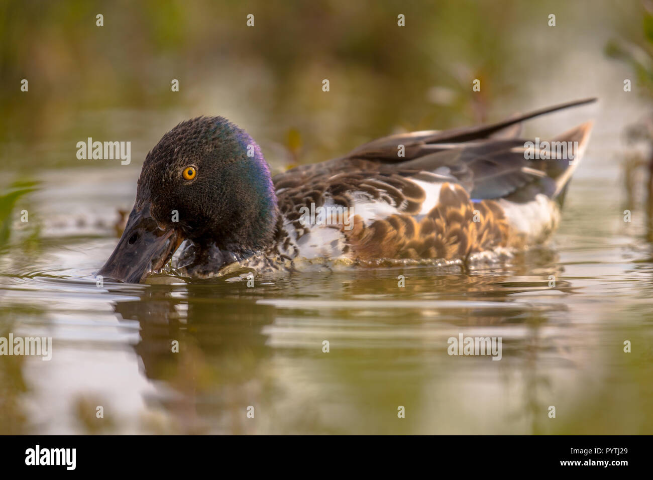 Most recognised british bird hi-res stock photography and images - Alamy