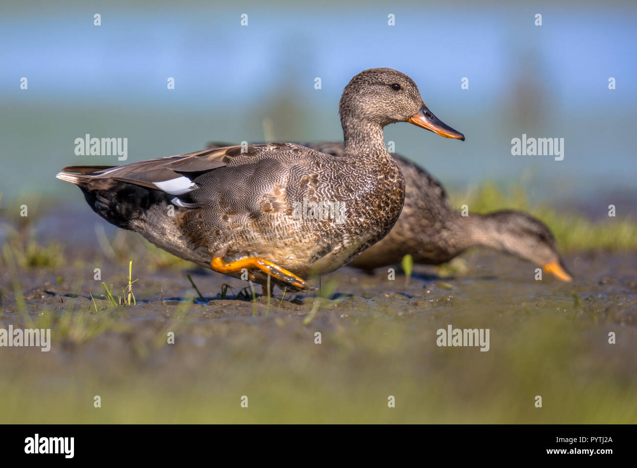 Wet marshlands hi-res stock photography and images - Alamy