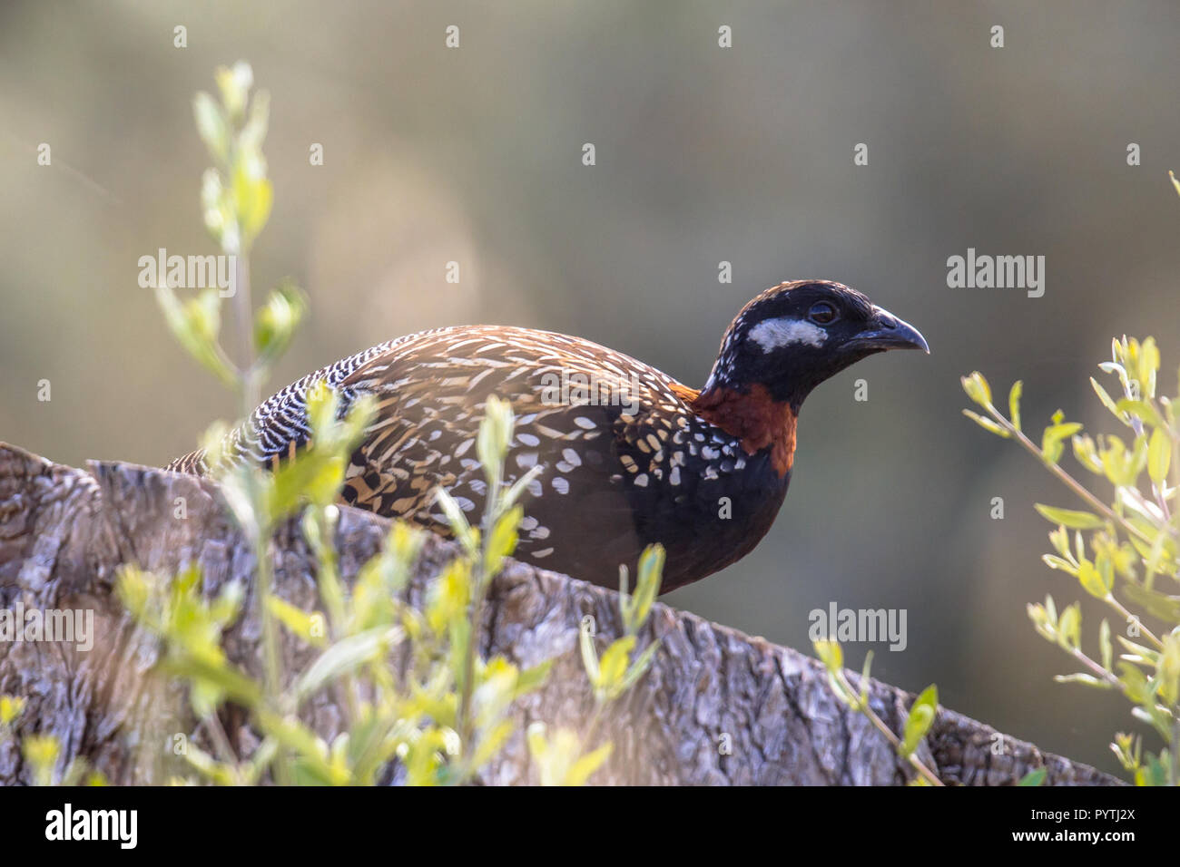 Black francolin (Francolinus francolinus), a gamebird in the pheasant ...