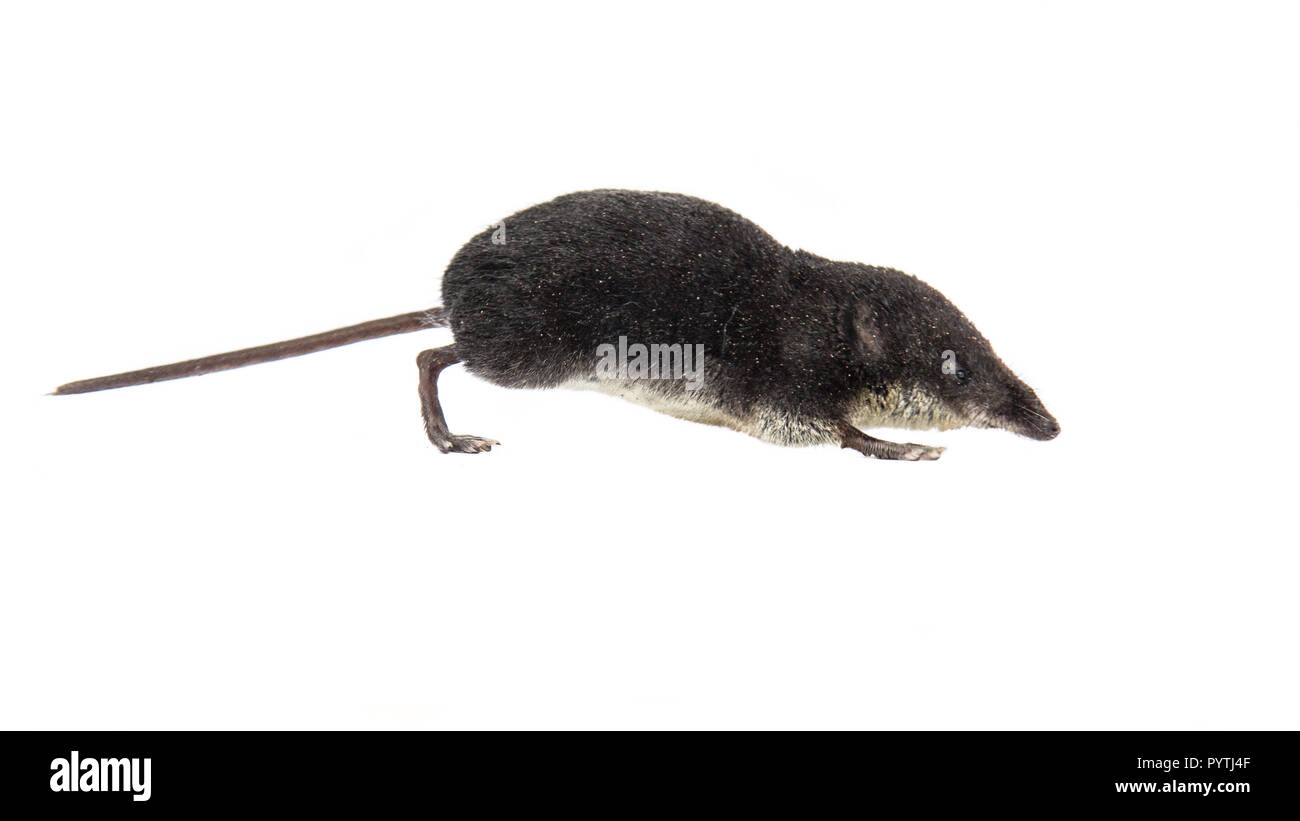 Shrew mouse hi-res stock photography and images - Alamy