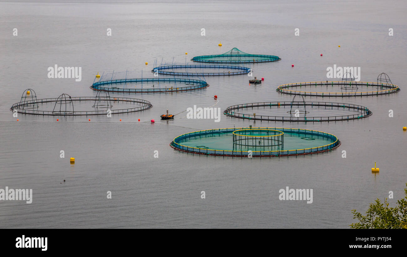 Nets salmon farm in hi-res stock photography and images - Alamy