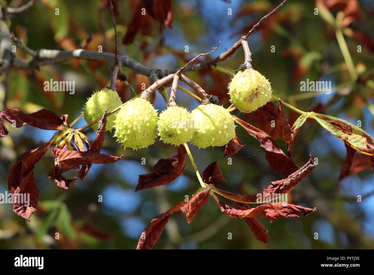 Chestnut tree branch with multiple closed light green spiny cupule ...