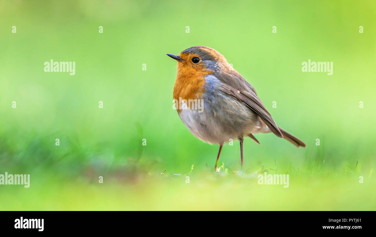 Bird hopping hi-res stock photography and images - Alamy
