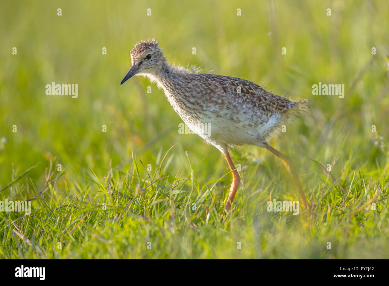 Prehistoric looking bird hi-res stock photography and images - Alamy