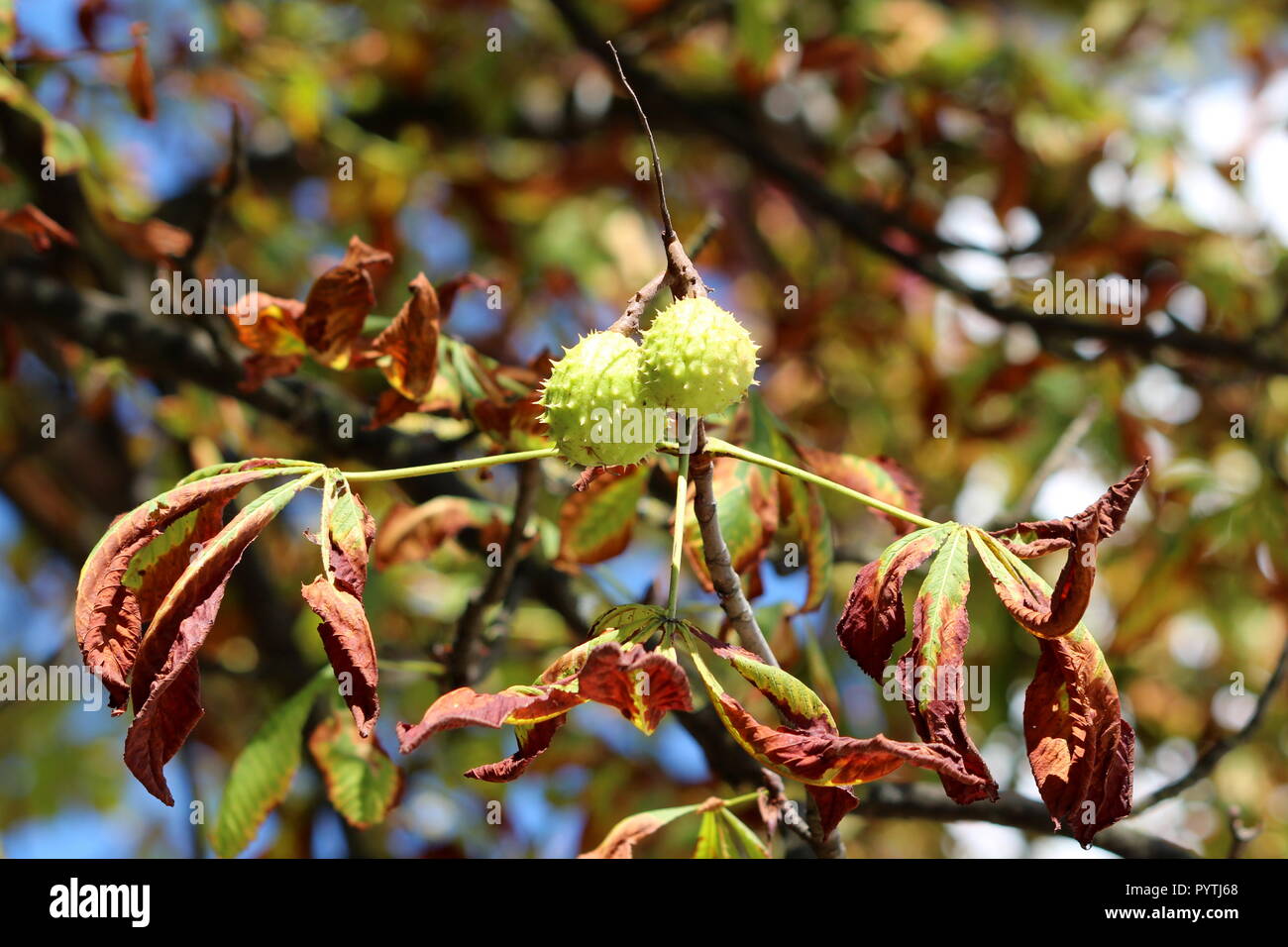 Chestnut tree branch with pair of closed light green spiny cupule ...