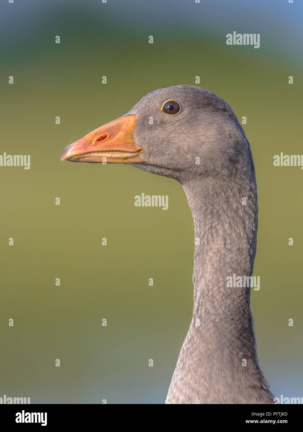 Friendly species hi-res stock photography and images - Alamy