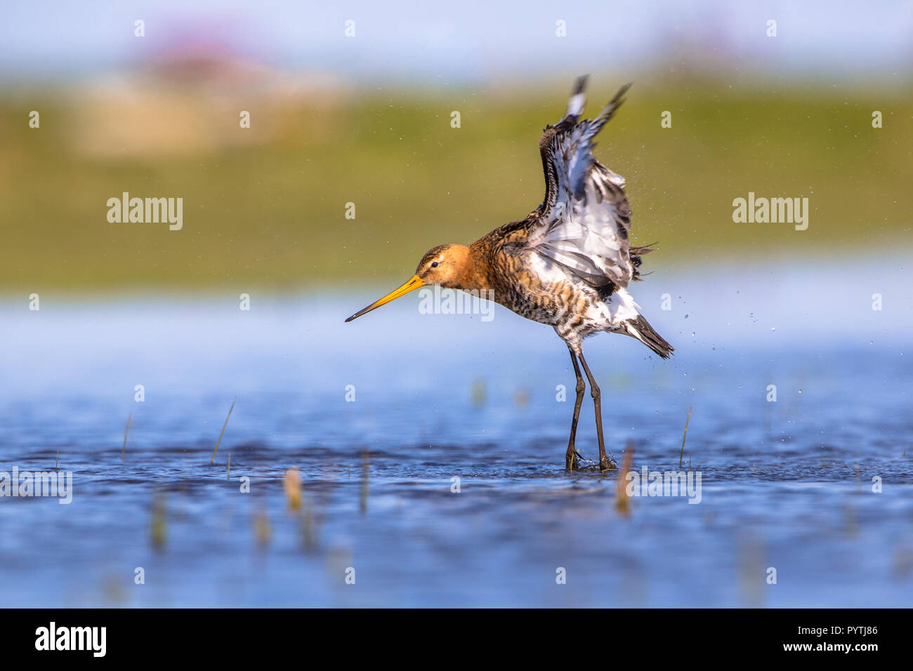 Black tailed godwit migration hi-res stock photography and images - Alamy