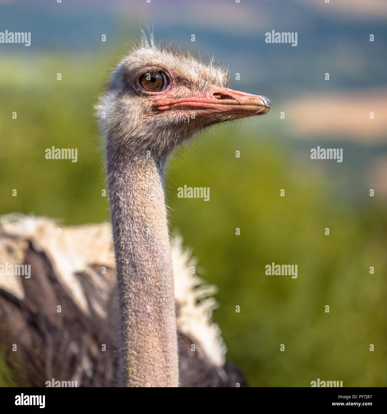 Male elephant face on hi-res stock photography and images - Alamy