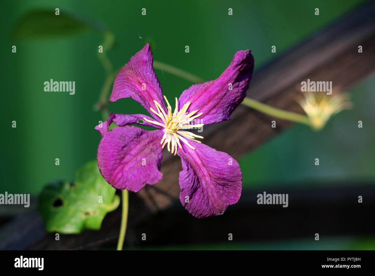 Four Purple Flowers