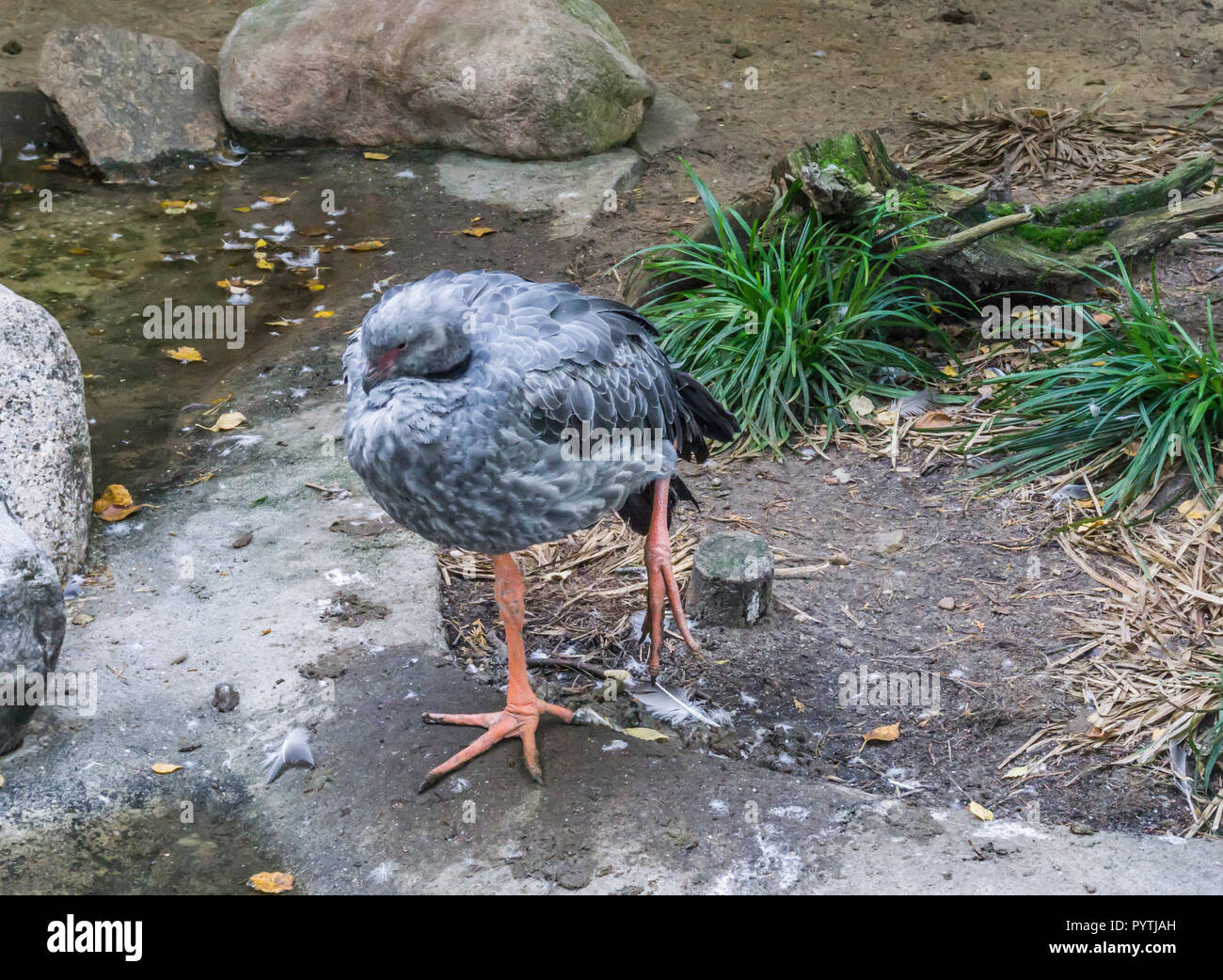 big grey tropical bird standing on one leg and balancing Stock Photo ...