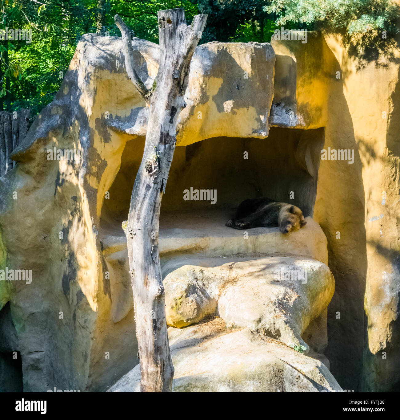 Grizzly bear sleeping in cave hi-res stock photography and images - Alamy