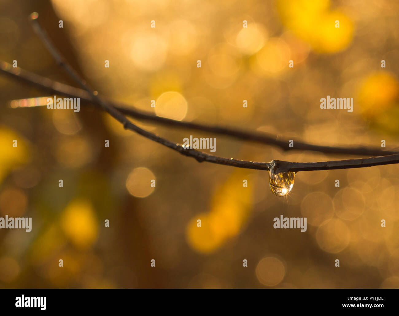 Dew drop on twig hi-res stock photography and images - Alamy