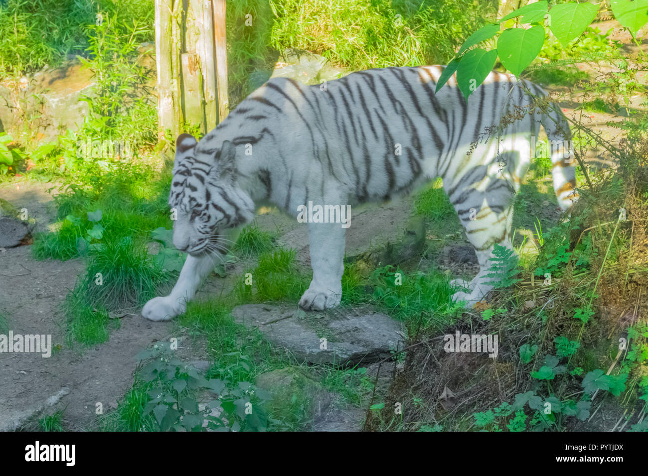 white striped bengal tiger walking around in a forest dangerous animal ...