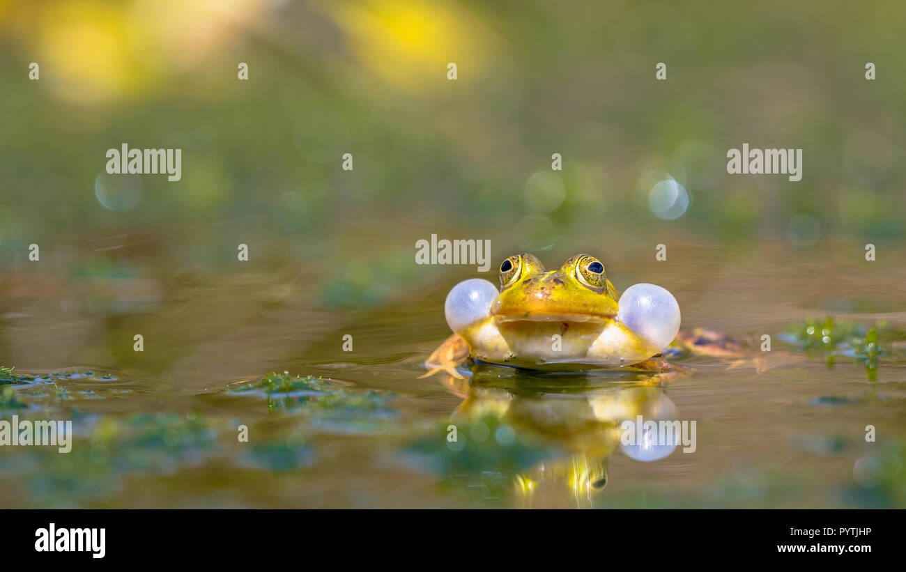 Rare Pool frog (Pelophylax lessonae) croaking in a fen with lots of ...