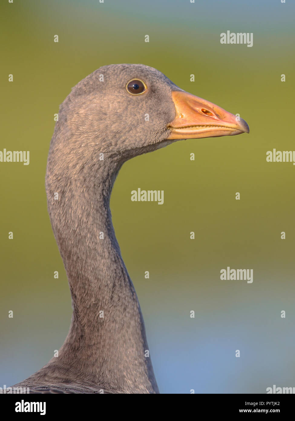 Friendly species hi-res stock photography and images - Alamy