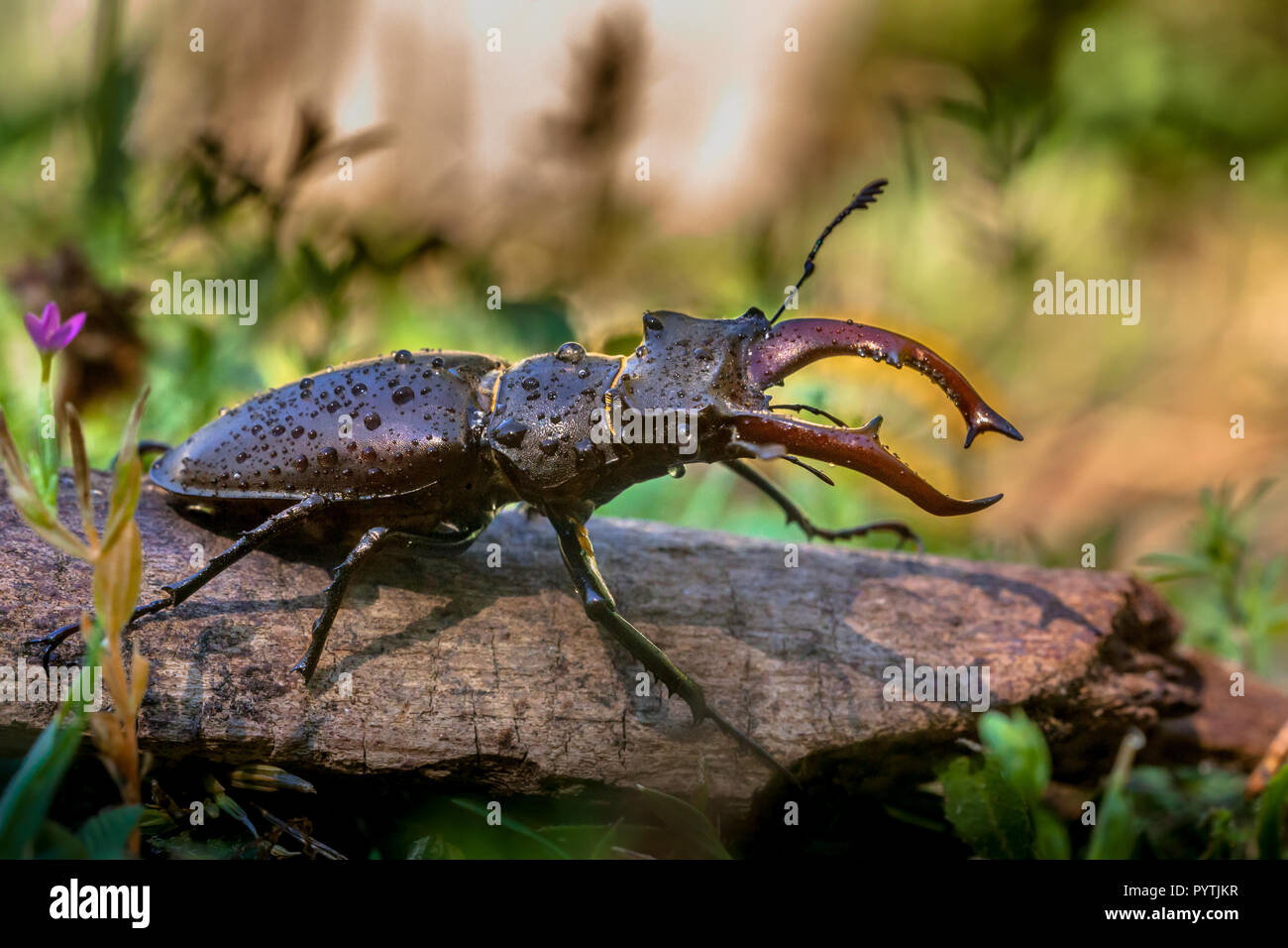 Stag Beetle (Lucanus cervus) walking on a log in natural forest habitat ...