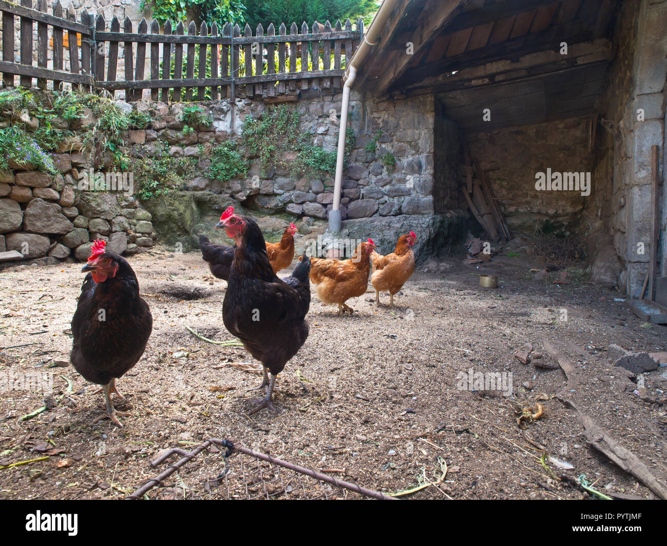 Group of chicken in an old hen house on the countryside of France Stock ...