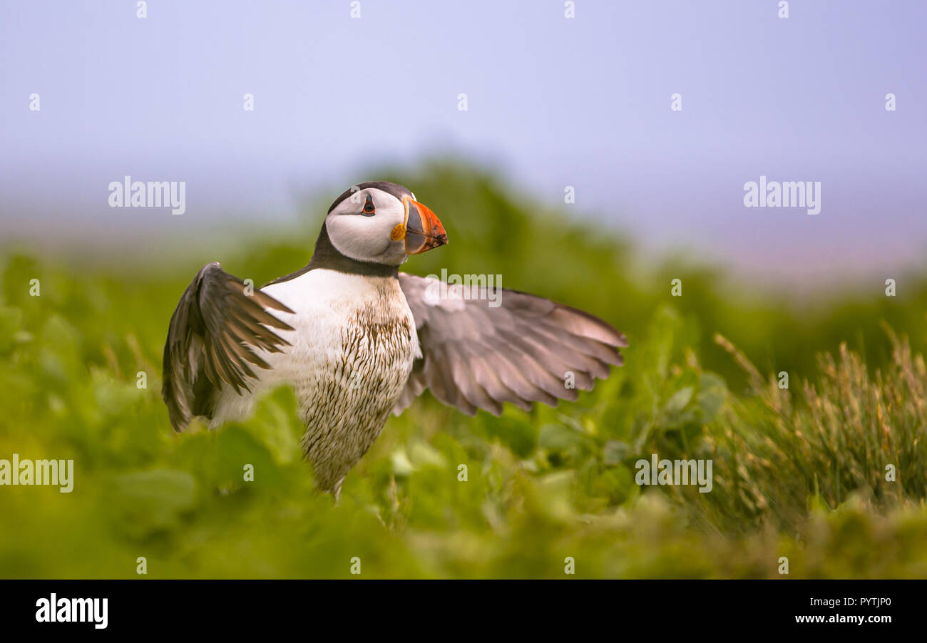 Young Puffin practicing its wings before first flight near nesting ...