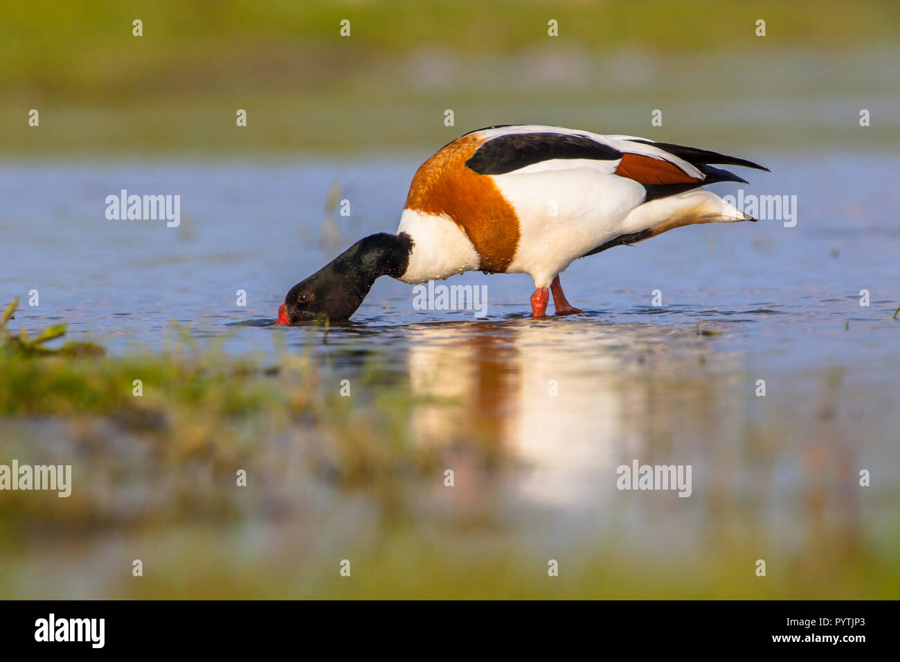 Male Common shelduck (Tadorna tadorna) is a waterfowl species and ...