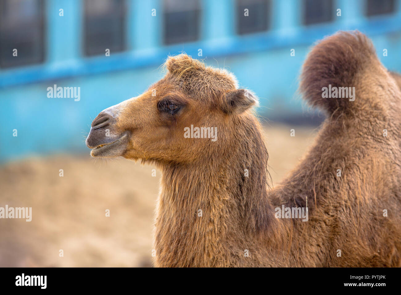 Wild Camel (Camelus ferus bactrianus) resting in sand of desert in ...