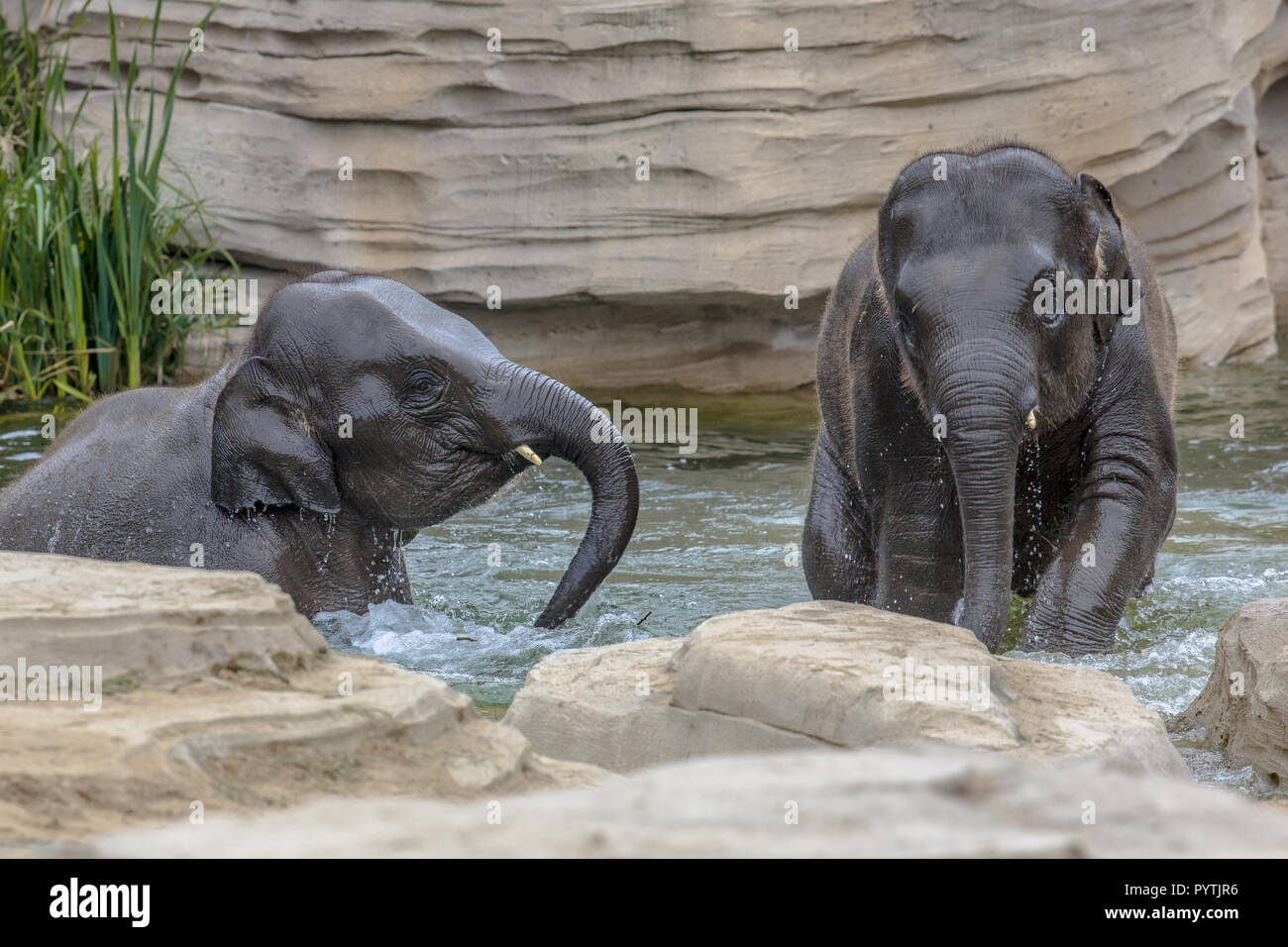 Two young Indian elephants playing in water of a river Stock Photo - Alamy