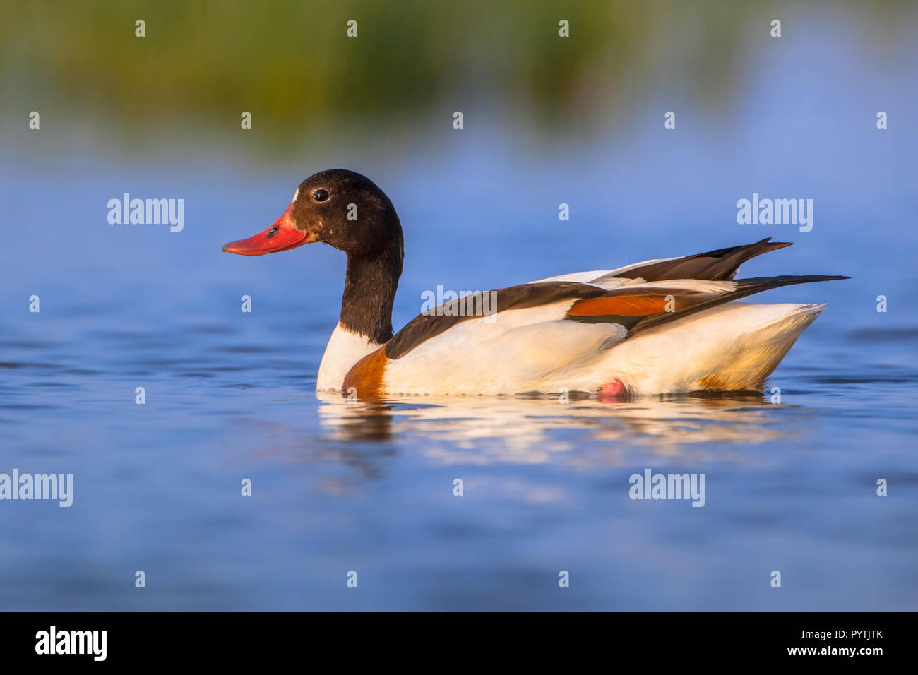 common shelduck (Tadorna tadorna) is a waterfowl species and widespread ...