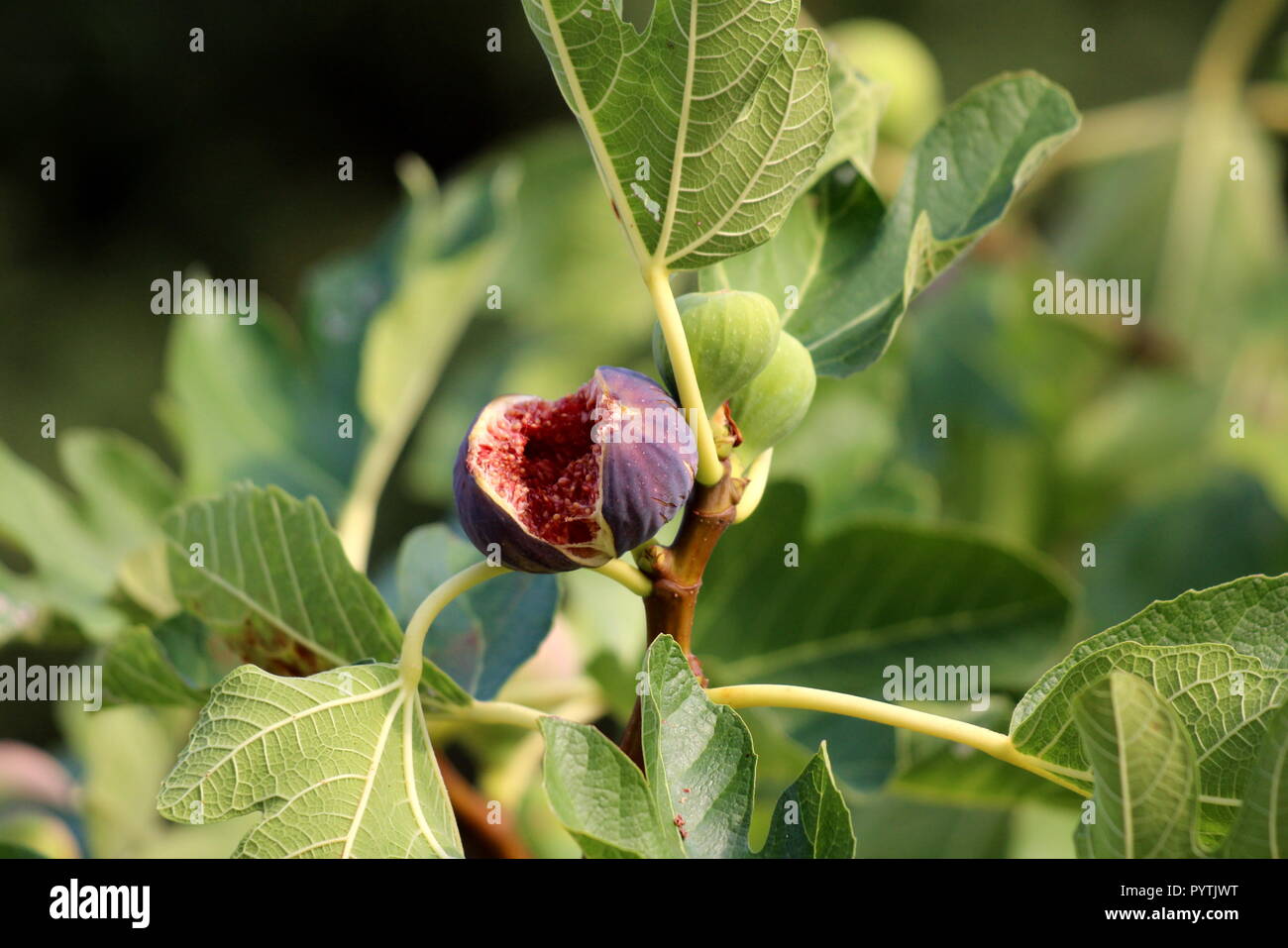 Fig tree or Ficus carica or Common fig branches with two fresh light ...