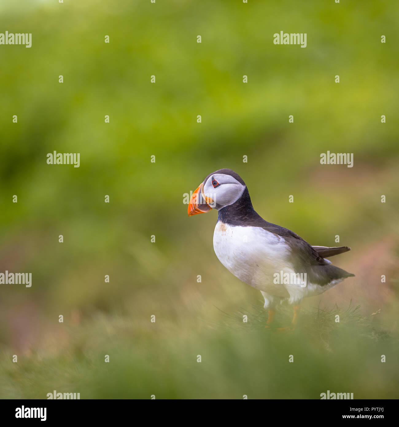 Puffin in green vegetation near nesting burrow in breeding colony on an ...