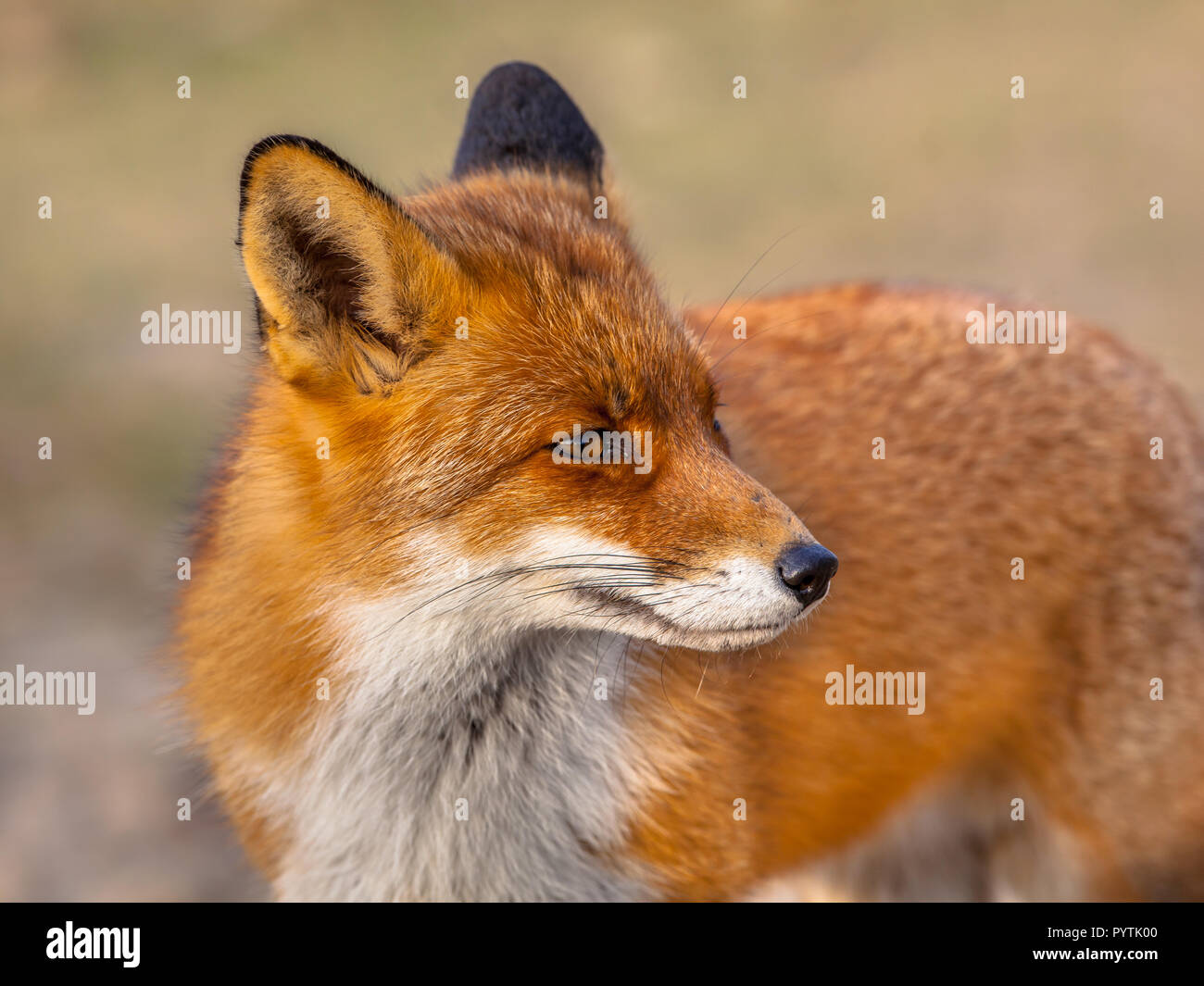 A full resolution portrait of a red fox (Vulpes vulpes) looking ...