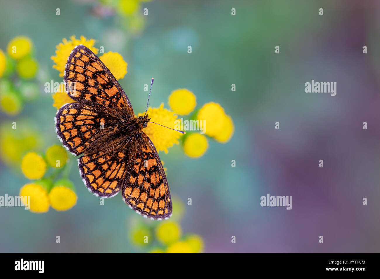Nymphalidae family hi-res stock photography and images - Alamy