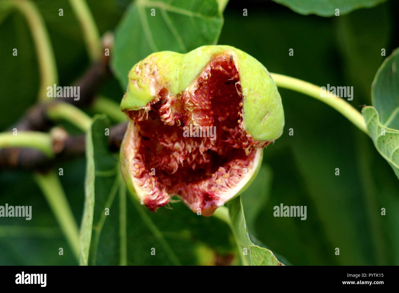 Fully open cracked ripe fig looking like monster from horror movies ...