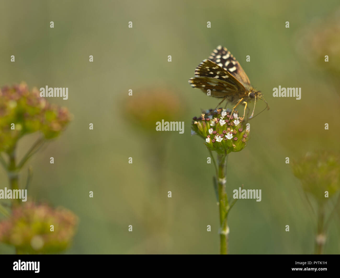 Beautiful Wild Grizzled Skipper Butterfly (Pyrgus malvae) - Feeding on ...