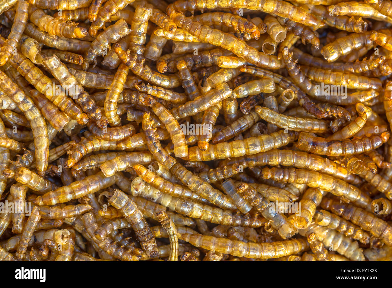 Larvae background hi-res stock photography and images - Alamy