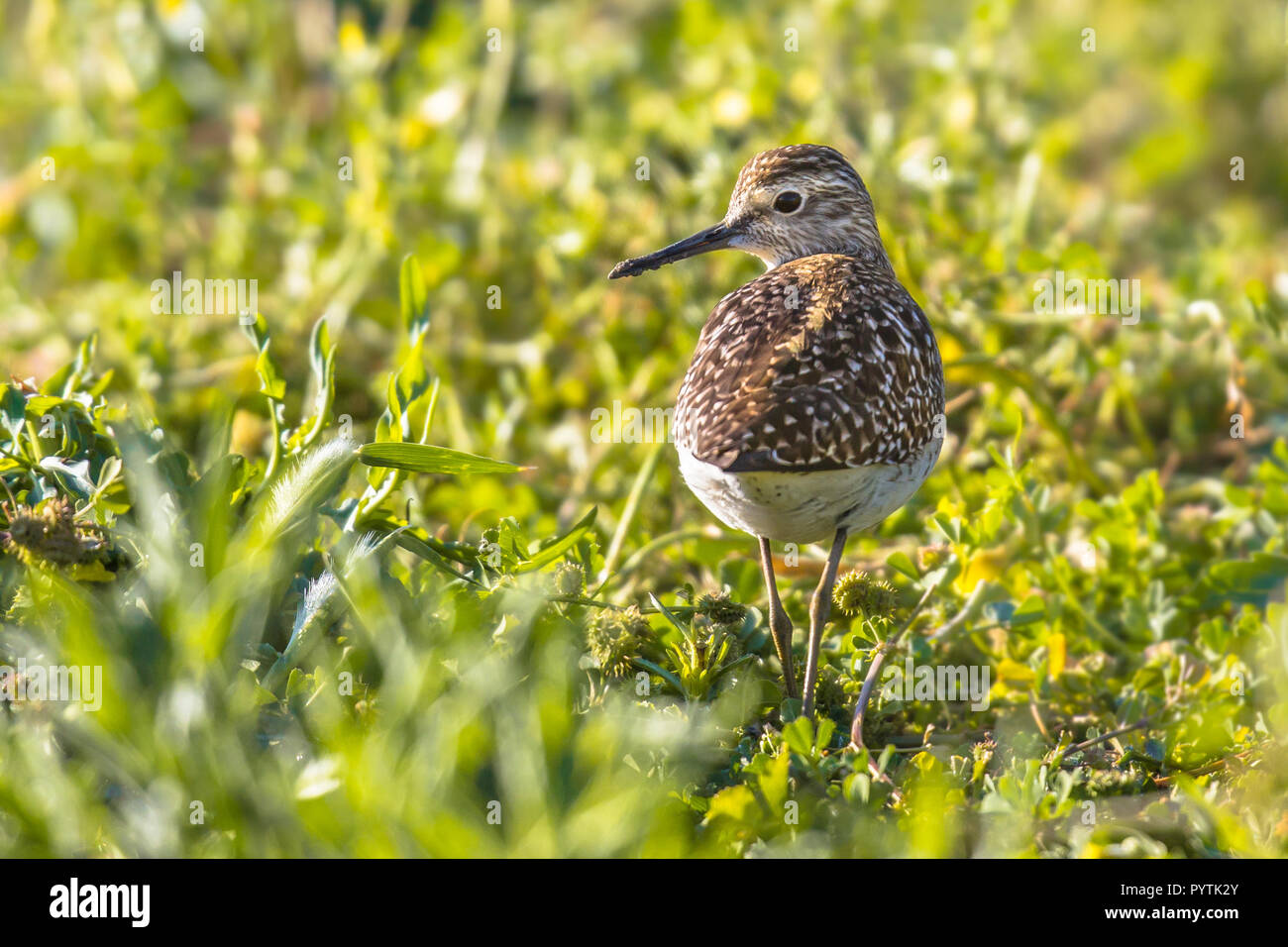 Common sandpiper (Actitis hypoleucos) looking for food during migration ...